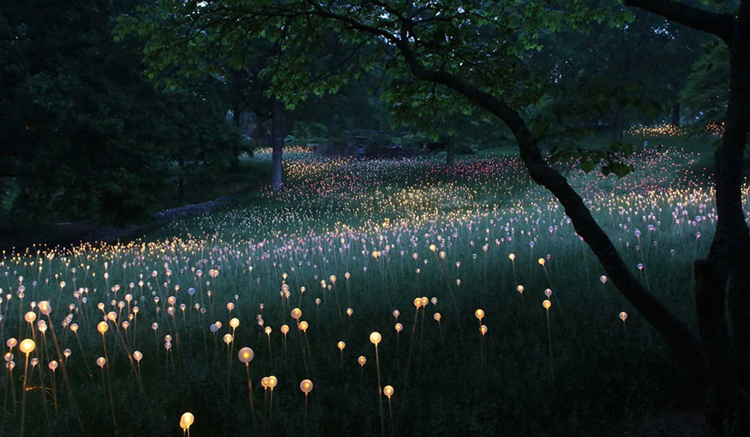 Field Of Light: Artist Uses 50,000 Lights To Turn Desert Into Surreal ...